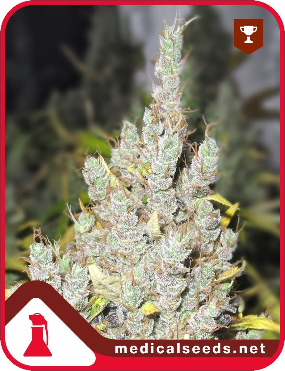 2046 3 Semillas Medical Seeds – La Juana Growshop