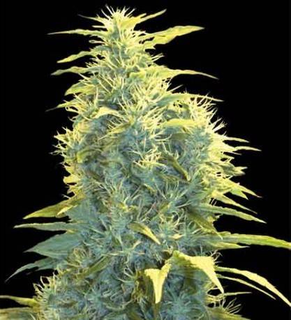 Auto Lennon 3 + 1 Semillas Pyramid Seeds – La Juana Growshop